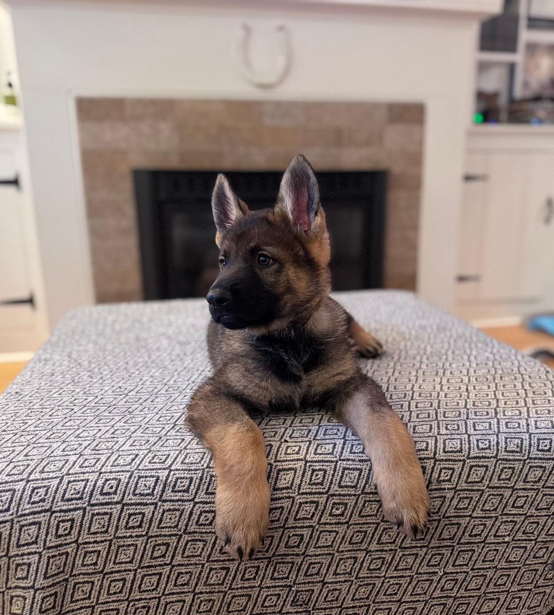 Quality CKC German Shepherds Niagara, Hamilton & Toronto.