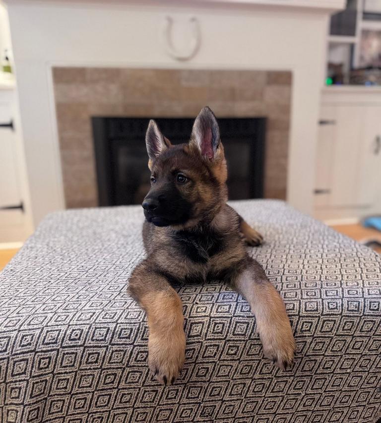 Quality CKC German Shepherds Niagara, Hamilton & Toronto.