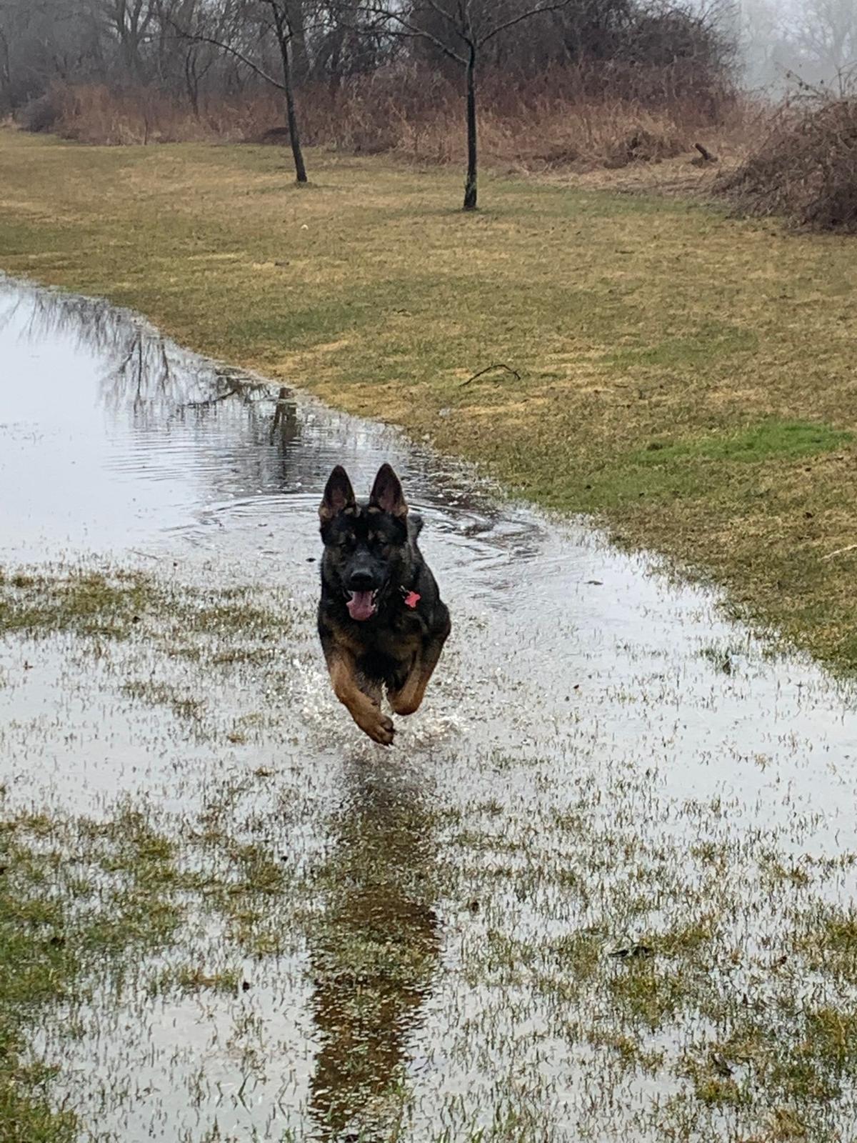 Quality CKC German Shepherds Niagara, Hamilton & Toronto.